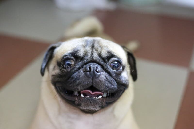 Smiling pug dog after meal stock image. Image of canine - 121426997
