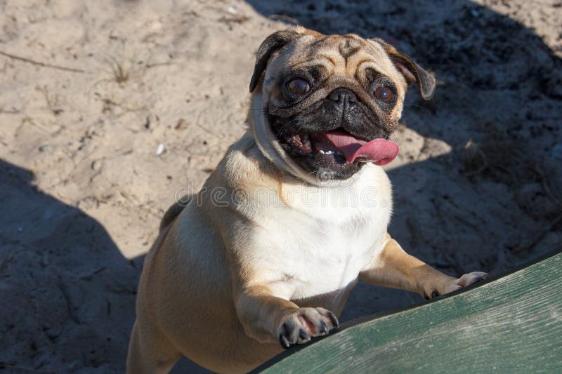 Smiling pug dog stock image. Image of young, animal - 100603577