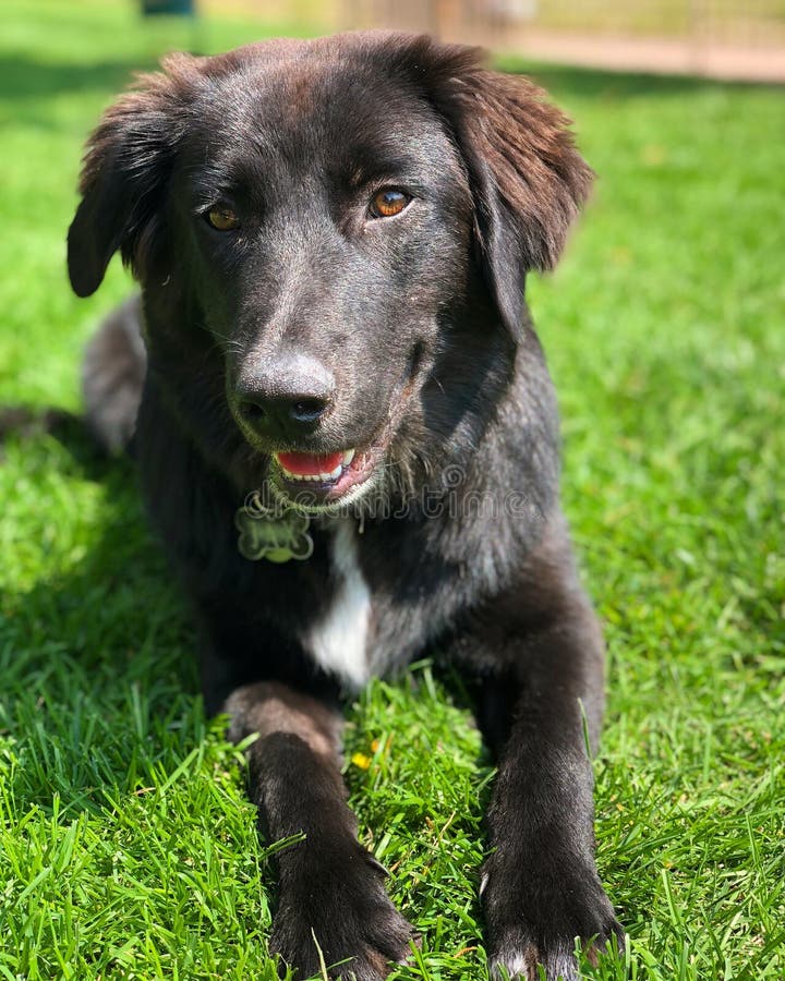 The smolder stock image. Image of nature, smiling, puppy - 131176583