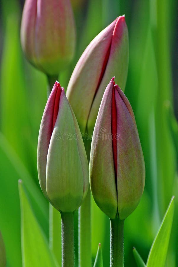 Smiling Purple Tulip Buds stock photo. Image of bulbs - 53073870
