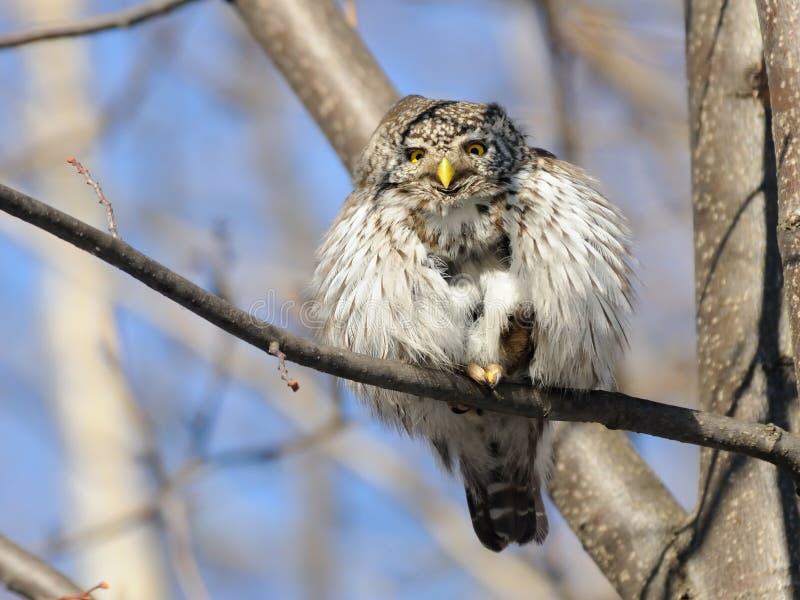 Smiling Pygmy Owl stock photo. Image of park, branch - 60630566