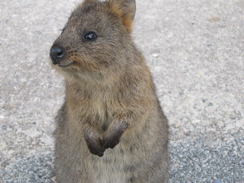 Smiling Quokka stock photo. Image of quokka, perth, rottnest - 253544