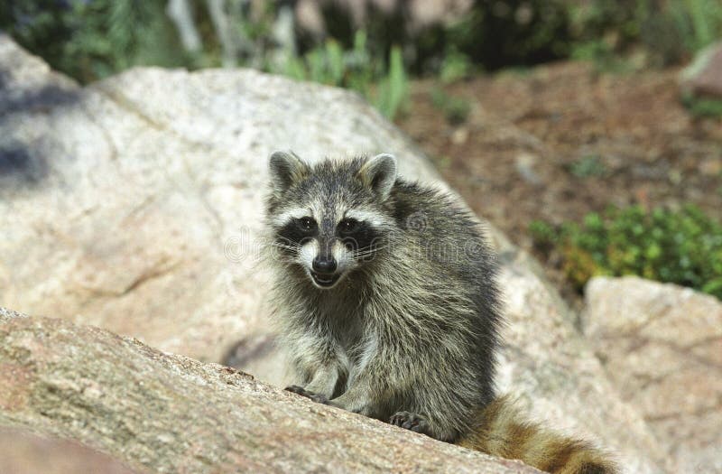 Smiling Raccoon stock photo. Image of sitting, roxborough - 1815244