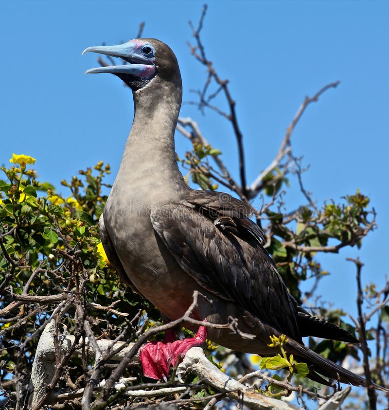 Booby bird yellow footed stock photo. Image of wild, migratory - 12389660
