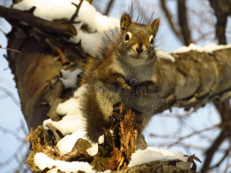 Smiling squirrel stock image. Image of funny, blue, spring - 10018209