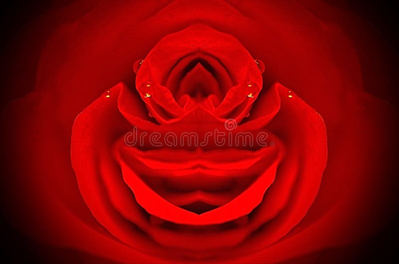 Smiling rose stock image. Image of kind, drop, love, flowers - 38871261