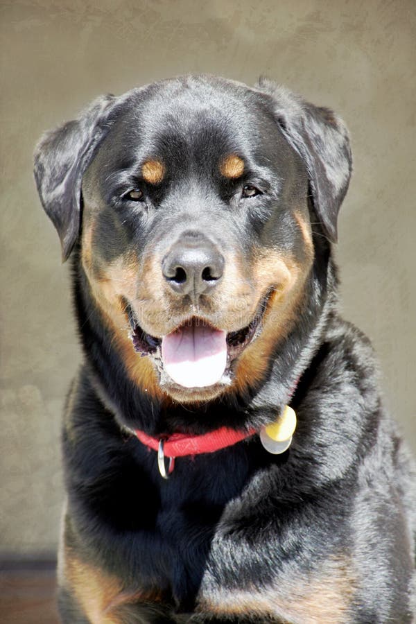 Rottweiler happy face stock photo. Image of misunderstood - 30823766