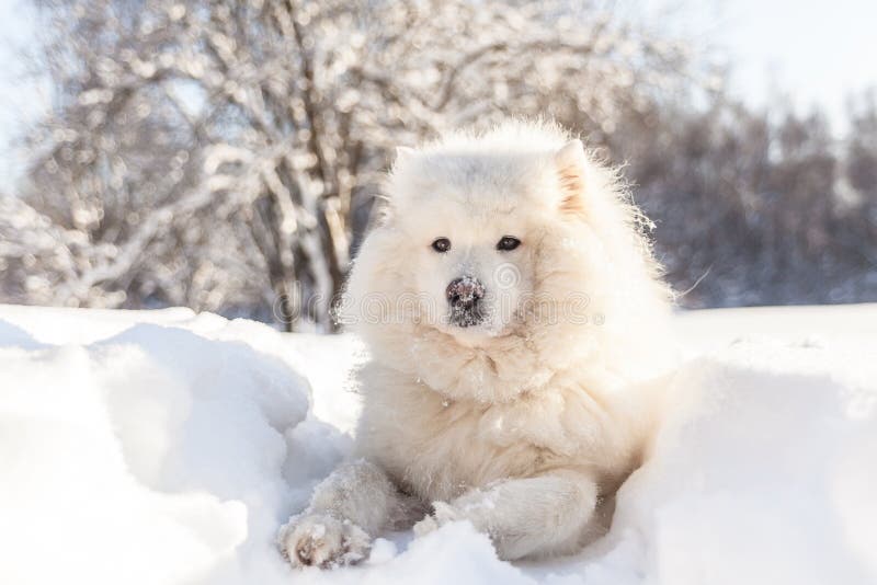 Samoyed Snow Stock Images - Download 1,675 Royalty Free Photos