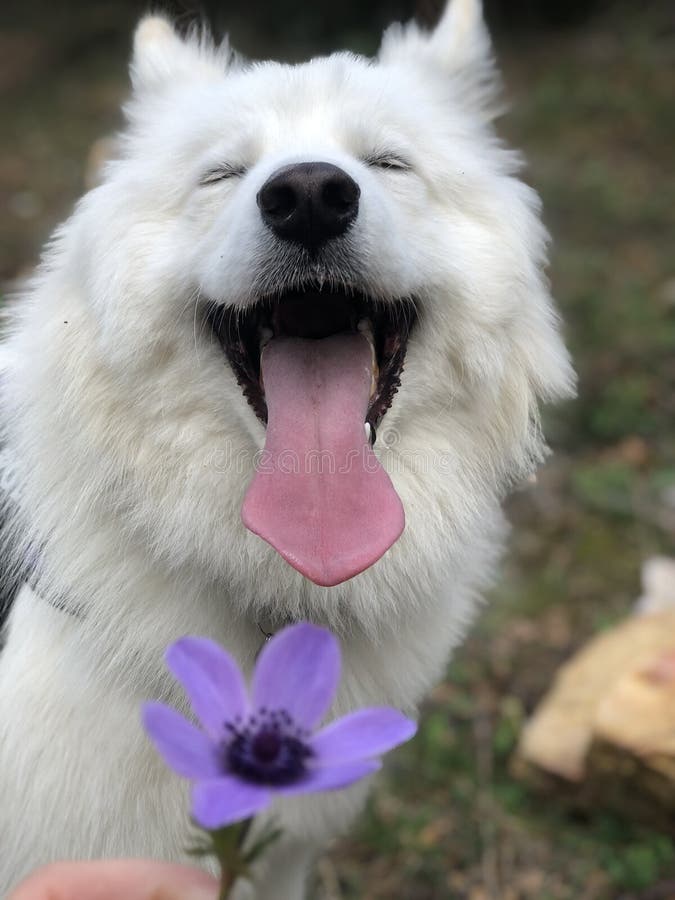 Samoyed Dog Front View Smile Portrait Close Up Stock Photo - Image of ...
