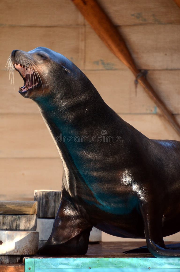 839 Smooth Lion Stock Photos - Free & Royalty-Free Stock Photos from ...