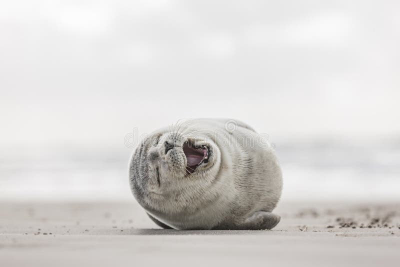 Smiling seal is happy stock photo. Image of swimming - 15220350