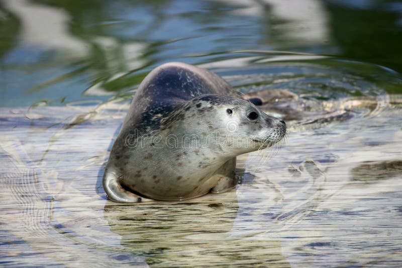Smiling seal stock image. Image of wild, animals, lion - 24854235