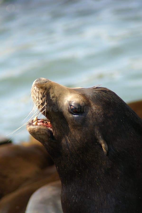 Smiling Seals Stock Photos - Free & Royalty-Free Stock Photos from ...