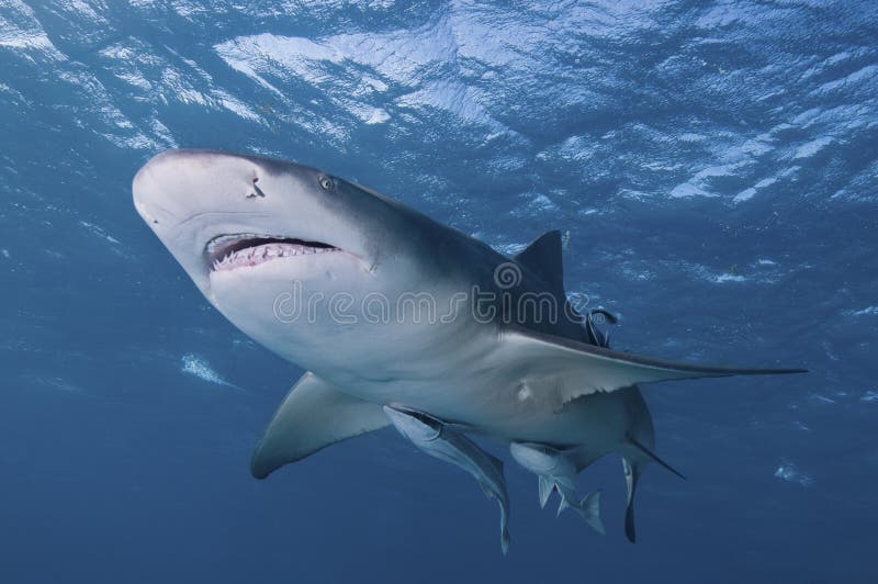 Smiling shark stock image. Image of animal, sharks, water - 21361511