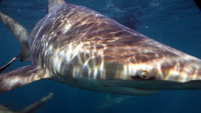 Smiling shark in ocean stock image. Image of shark, africa - 70817151
