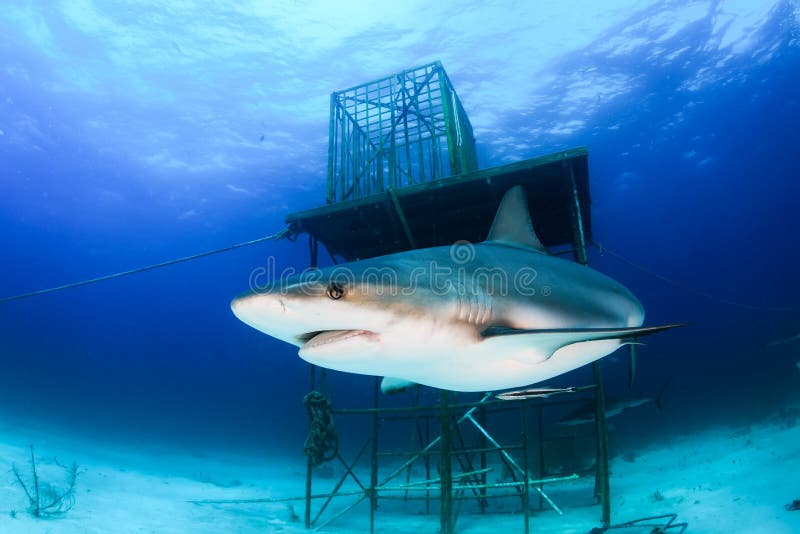 Smiling Shark stock photo. Image of caribbean, nature - 73665784