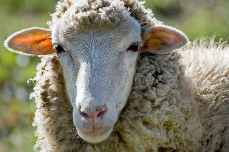 2,797 Sheep Smiling Stock Photos - Free & Royalty-Free Stock Photos ...