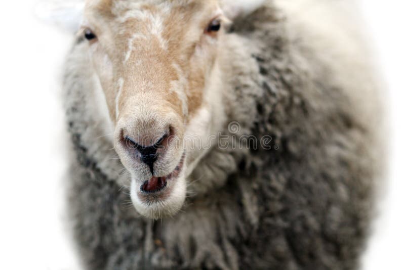 Smiling Sheep stock photo. Image of lamb, baby, isolated - 4273648
