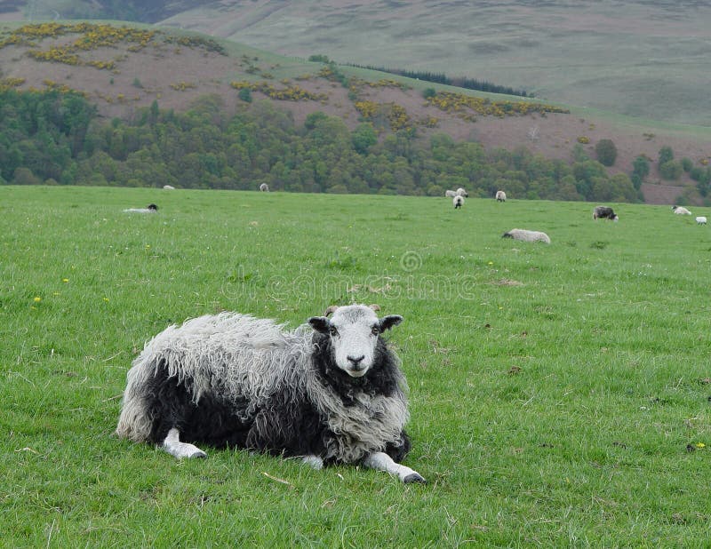 Smiling sheep relax stock photo. Image of wool, staring - 11167056