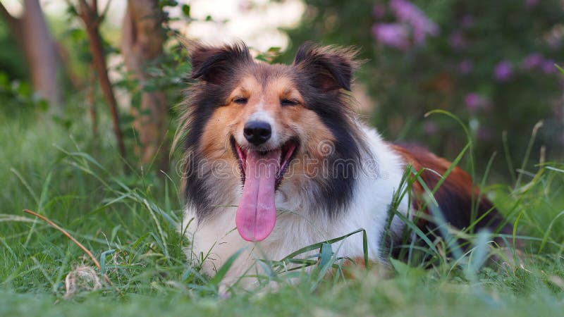 Smiling Shetland Sheepdog stock image. Image of sweetheart - 33177149