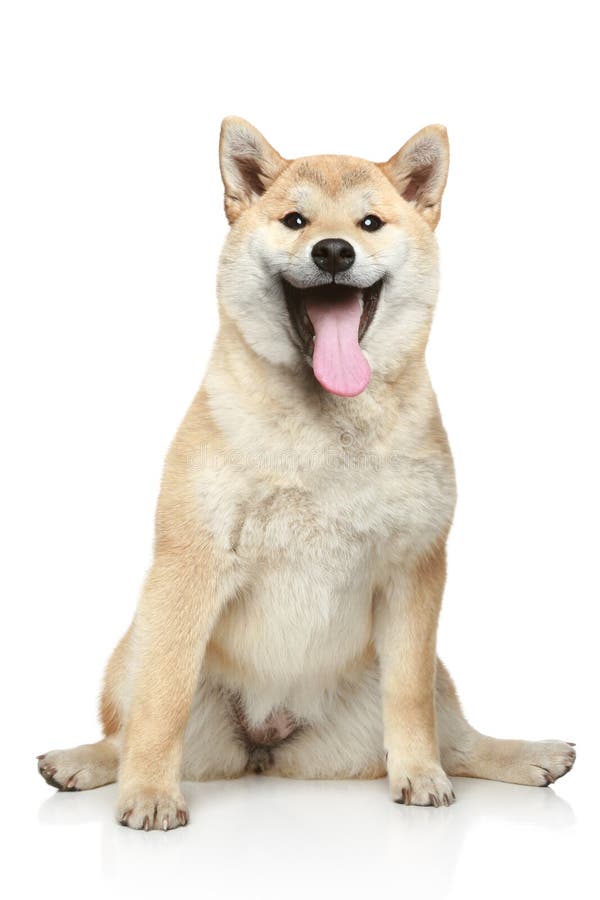 11,785 Shiba Inu Stock Photos - Free & Royalty-Free Stock Photos from ...