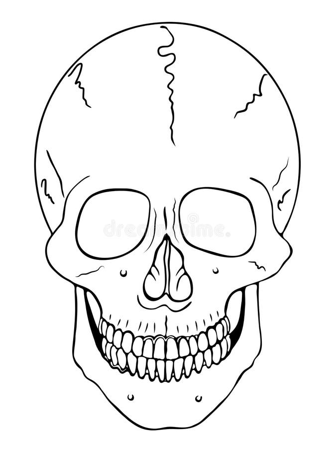 Smiling skull - vector stock vector. Illustration of medicine - 18079709