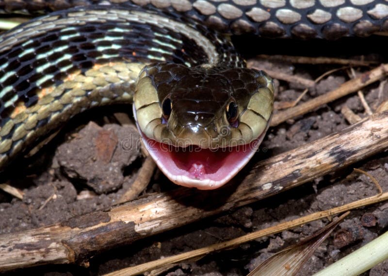 Smiling Snake stock image. Image of herpetology, coiled - 17298737