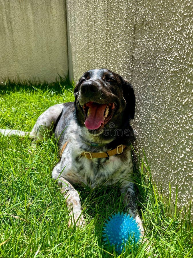 Smiling Spotted Dog Lying on Grass with Blue Ball Stock Photo - Image ...