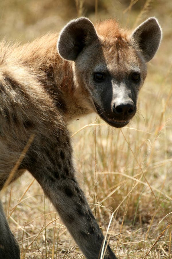 Smiling Spotted Hyena stock image. Image of crocuta, mammals - 4287195