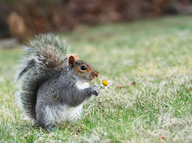 Smiling squirrel stock image. Image of squirrel, love - 9110893