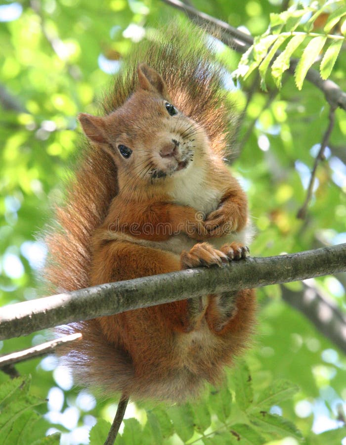 Smiling Squirrel stock image. Image of squirrel, squirrels - 9711093