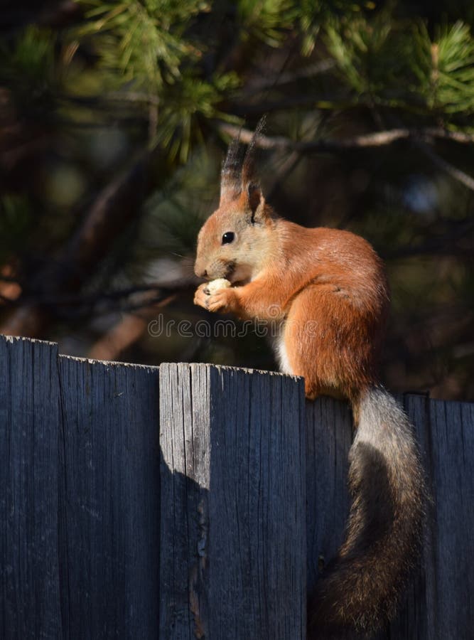 Smiling Squirrel Eats Nut on the Fence Stock Image - Image of branches ...