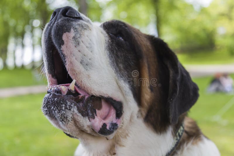 A smiling St. Bernard stock photo. Image of friendship - 41277186