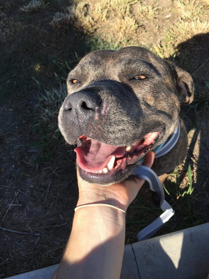 Smiling Staffy Getting Pat from Owner Stock Image - Image of staffy ...