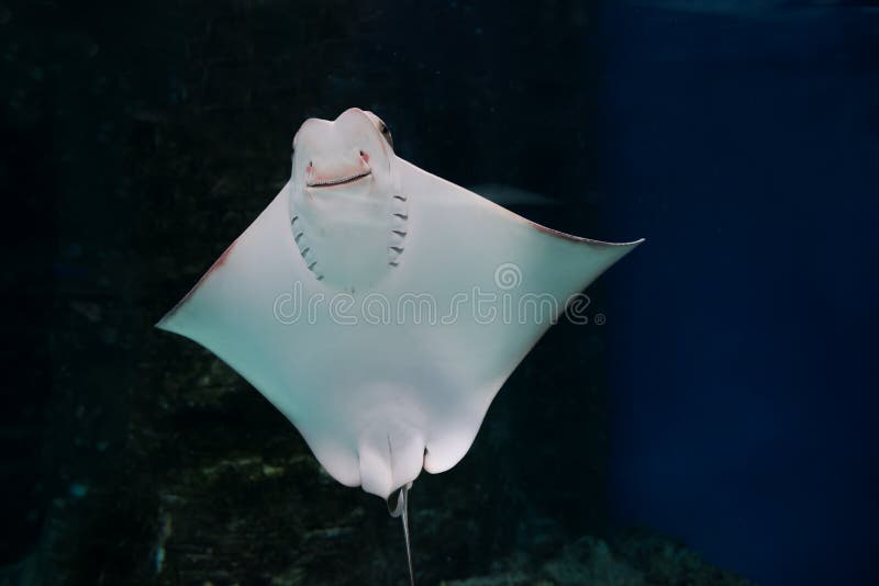 Smiling Stingray Swims in Aquarium Stock Image - Image of underwater ...