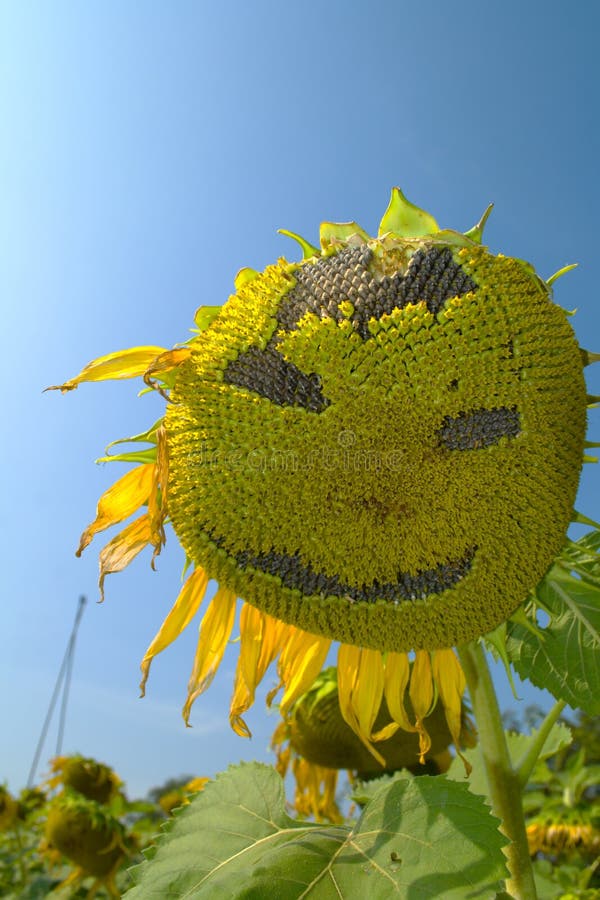 Smiling Sunflower In The Field Of Sunflowers And Blue Sky. Stock Image ...