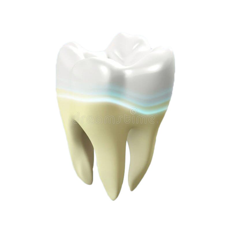 Smiling Teeth Display Model Stock Illustration - Illustration of ...