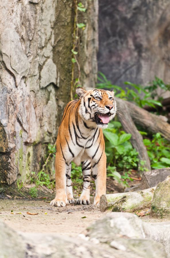 Tiger face close up stock photo. Image of front, cute - 82727242