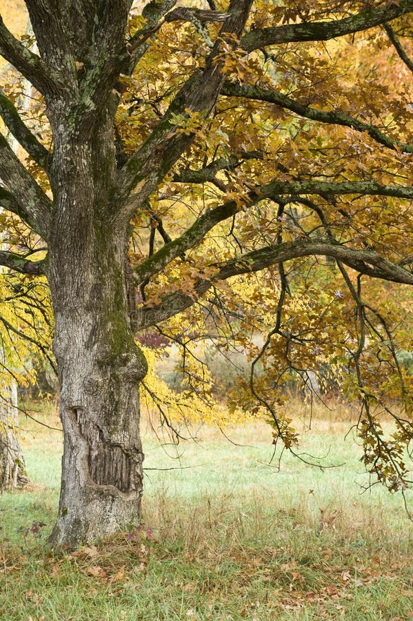 Smiling Tree in the Fall stock photo. Image of funny, tranquil - 7012114