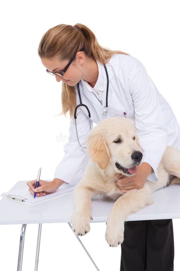 Vet checking a puppy dog stock image. Image of adult - 26690215