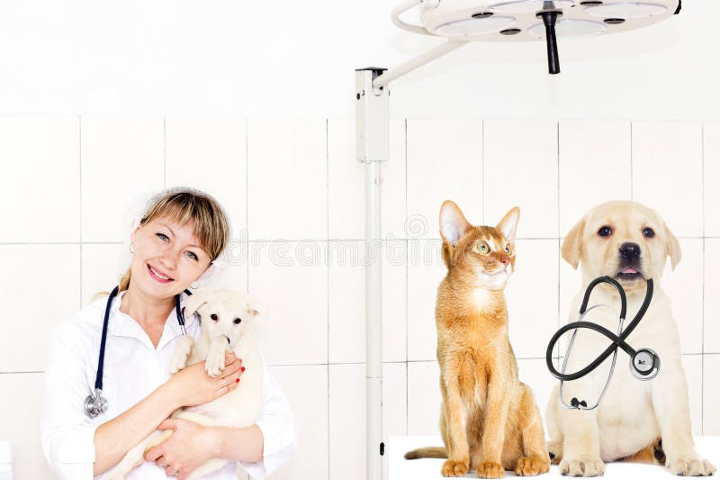 Smiling vet and puppy stock photo. Image of doctor, camera - 74730502