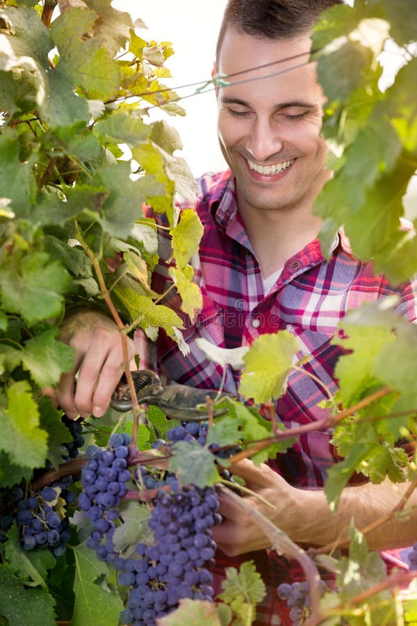 Smiling Vintner Harvesting a Bunch of Grapes Stock Photo - Image of ...