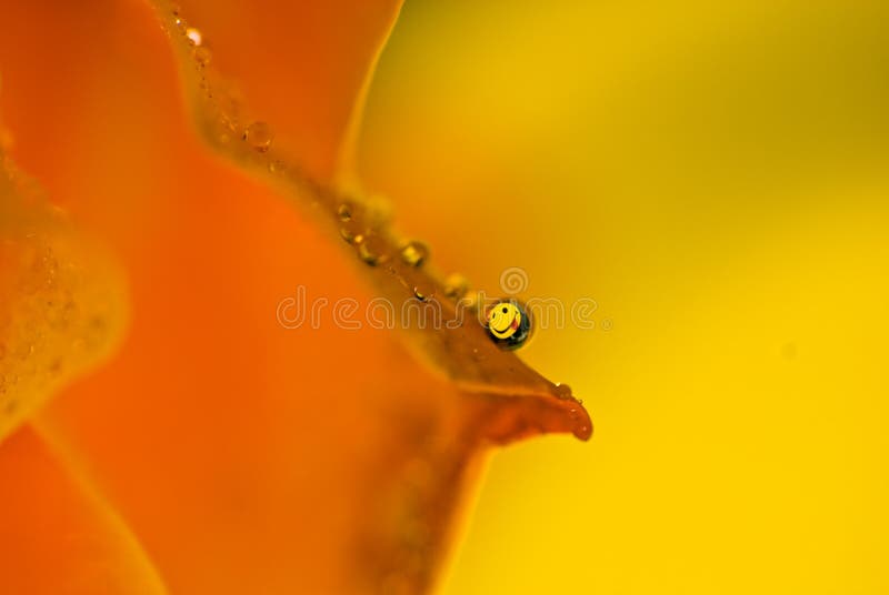 Smiling water drop stock image. Image of freshness, aromatic - 7023123