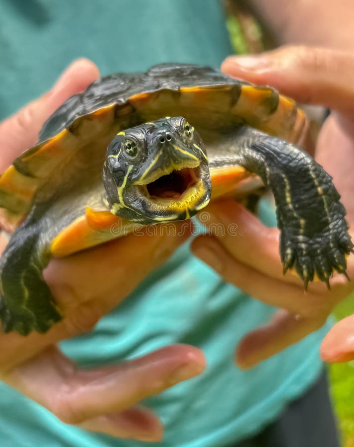 Smiling Water Turtle Showing Teeth in Hands Stock Photo - Image of ...