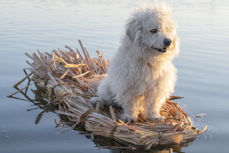 Primtive Raft Stock Photos - Free & Royalty-Free Stock Photos from ...