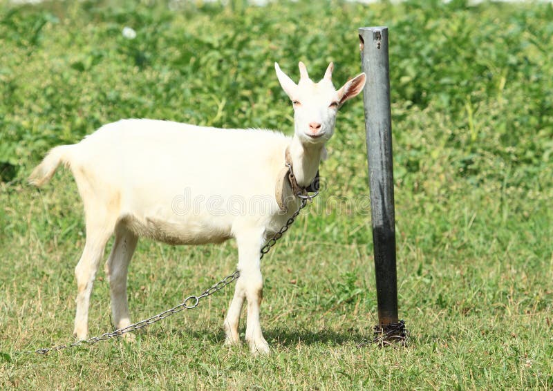 Smiling white goat stock image. Image of standing, grass - 33143555