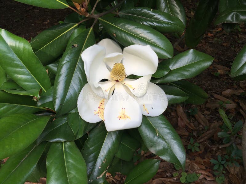 Smiling White Magnolia stock photo. Image of nose, insect - 166124832