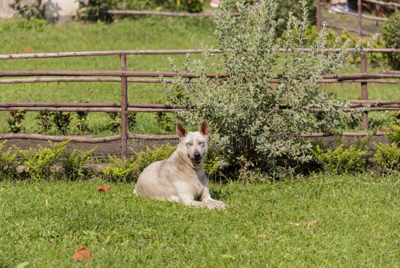 Smiling white old dog stock photo. Image of plant, green - 53022278