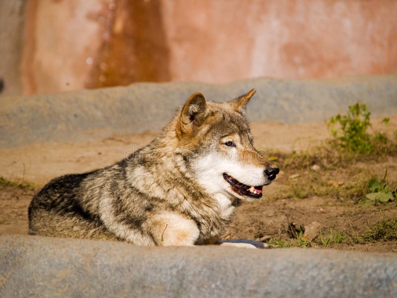 Wolf Free Stock Photos & Pictures, Wolf Royalty-Free and Public Domain ...