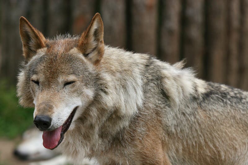 “Smiling” wolf stock image. Image of look, gray, timber - 6291521